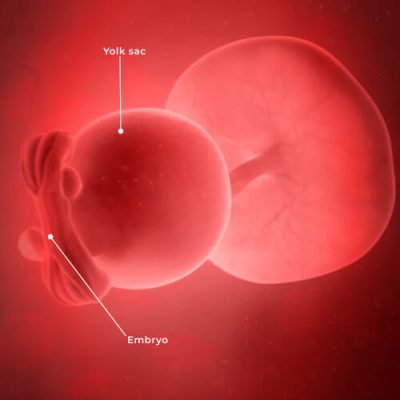 Your Pregnancy Symptoms Week By Week: Guide For The Parents