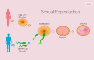 How to Explain to Your 3rd Grader How Babies Are Made